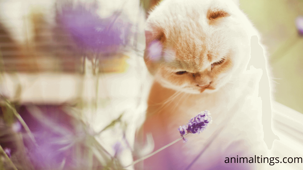 Do Cats like Lavender? Here is Your Answer - Animal Tings