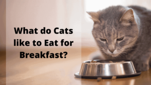 What do cats like to eat for breakfast? - Animal Tings
